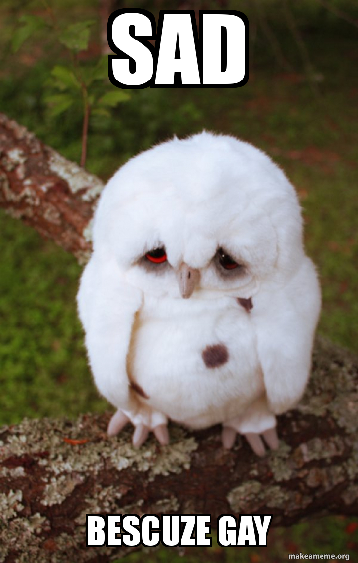 sad bescuze gay - Sad Owl Meme Generator