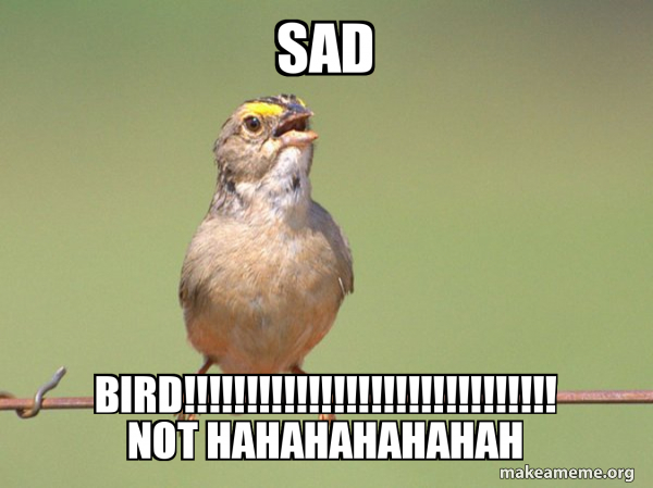 sad BIRD!!!!!!!!!!!!!!!!!!!!!!!!!!!!!! NOT HAHAHAHAHAHAH - Common ...