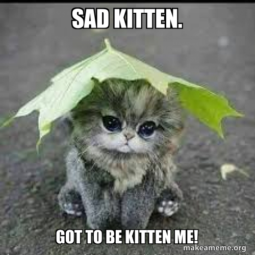 Sad kitten. Got to be kitten me! - When your shampoo says damage repair ...