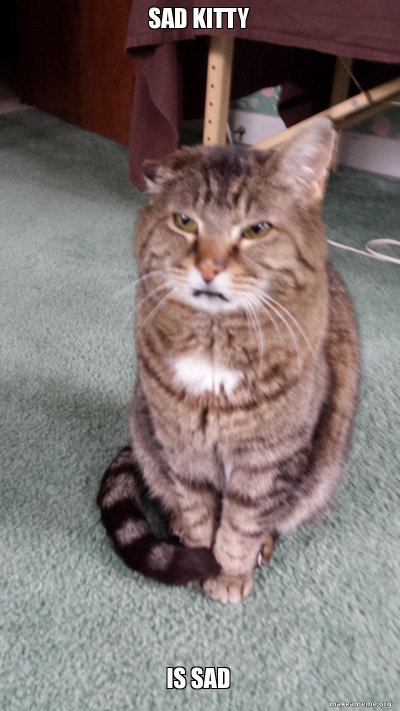 Sad Kitty is sad Meme Generator