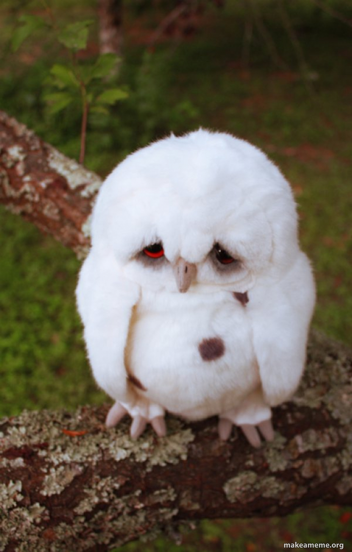 - Sad Owl Meme Generator