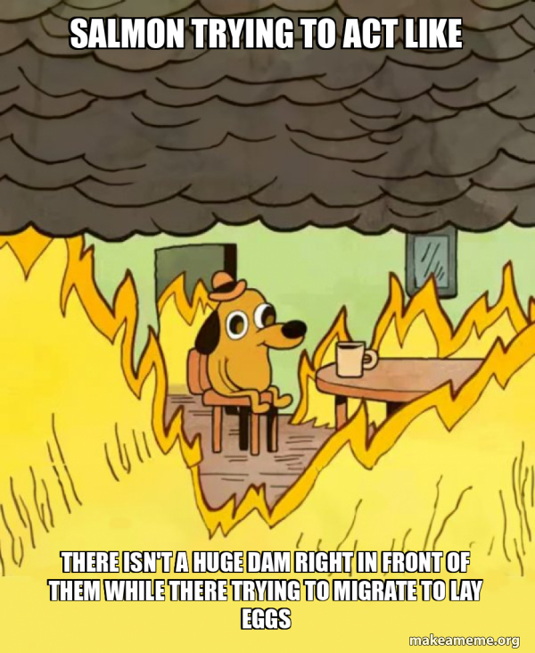 salmon trying to act like there ISN'T a huge dam right in front of them ...