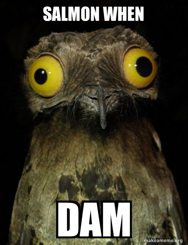 Salmon when Dam - Weird Stuff I do Potoo Meme Generator