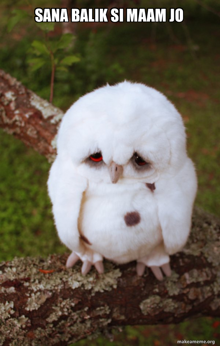 sana balik si maam jo - Sad Owl Meme Generator