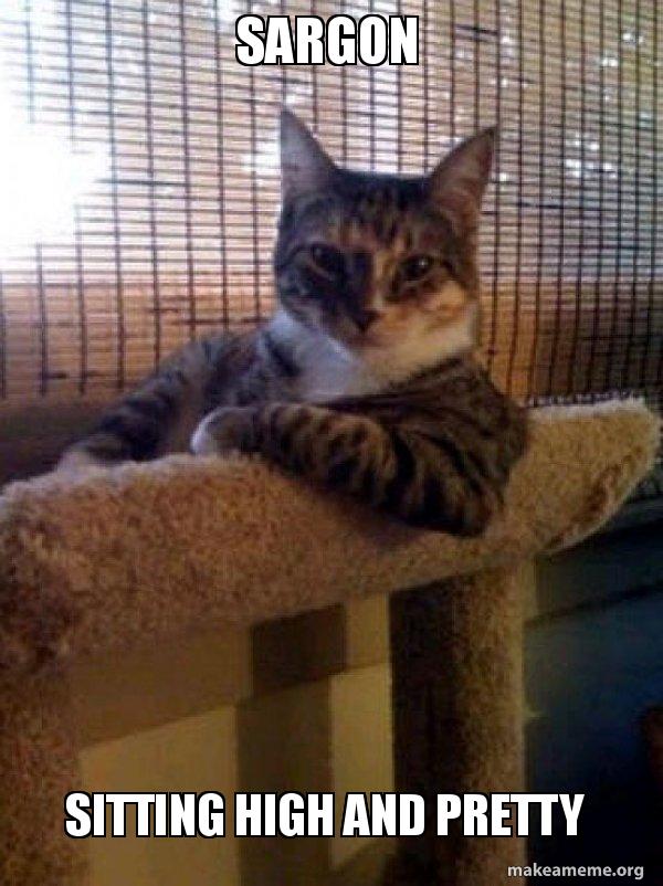 Sargon Sitting high and pretty - The Most Interesting Cat in the World ...