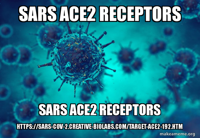 sars ACE2 Receptors sars ACE2 Receptors https://sars-cov-2.creative ...