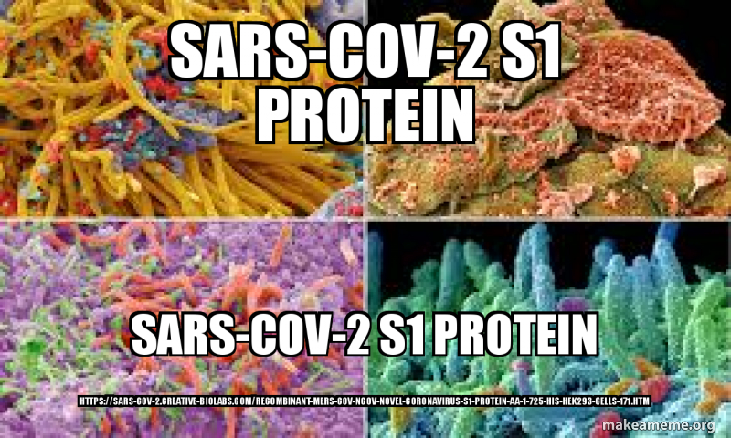 sars-cov-2 s1 protein sars-cov-2 s1 protein https://sars-cov-2.creative ...