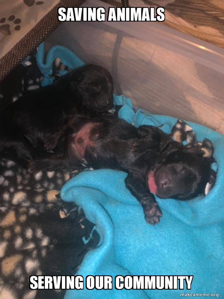 Saving animals Serving our community Meme Generator