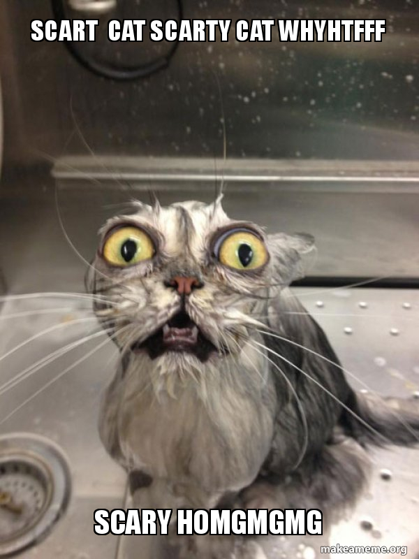 SCART CAT SCARTY CAT WHYHTFFF SCARY HOMGMGMG - Cat bath Meme Generator