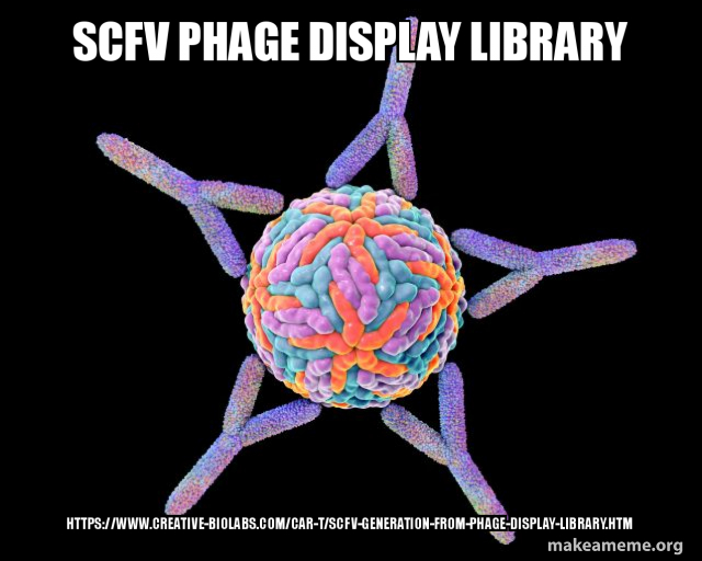 scfv phage display library https://www.creative-biolabs.com/car-t/scfv ...