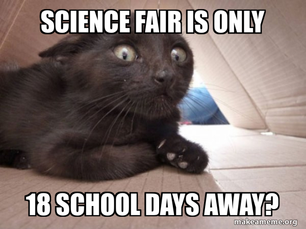 science fair is only 18 school days away? - Schitzo Cat Meme Generator