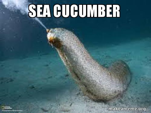 sea cuCUMber Meme Generator