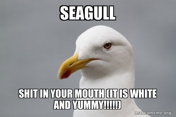 seagull shit in your mouth (it is white and yummy!!!!!) - Stuff That ...
