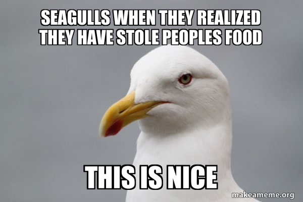 seagulls when they realized they have stole peoples food this is nice ...