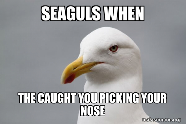 Seaguls When the caught you picking your nose - Stuff That Didn't ...