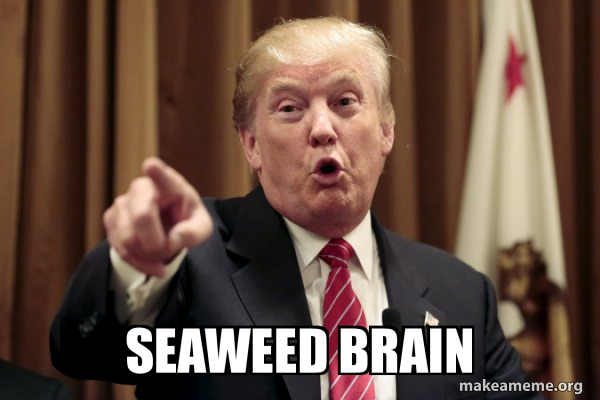 seaweed brain - Donald Trump Says Meme Generator