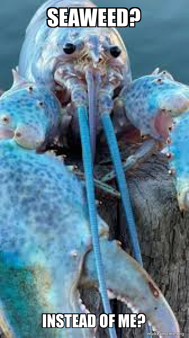 Seaweed? Instead of me? Meme Generator