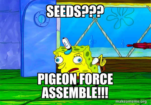 seeds??? PIGEON FORCE ASSEMBLE!!! - Mocking SpongeBob Meme Generator