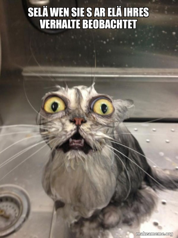 Selä wen sie s ar Elä ihres Verhalte beobachtet - Cat bath Meme Generator