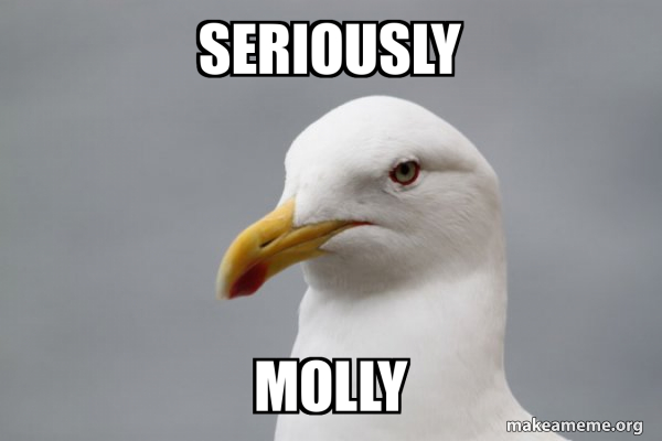 Seriously Molly - Stuff That Didn't Happen Seagull Meme Generator