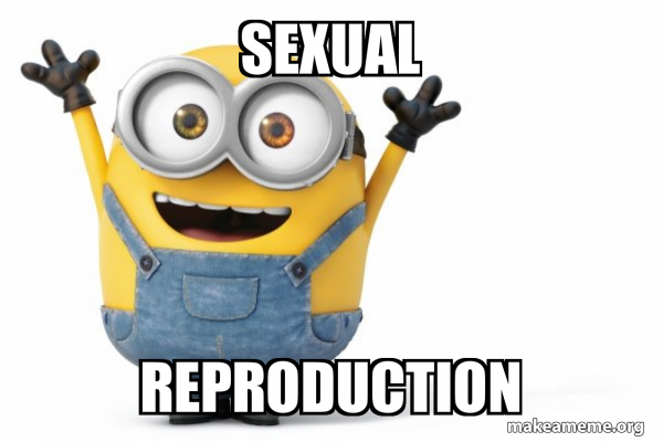Sexual Reproduction - Happy Minion Meme Generator