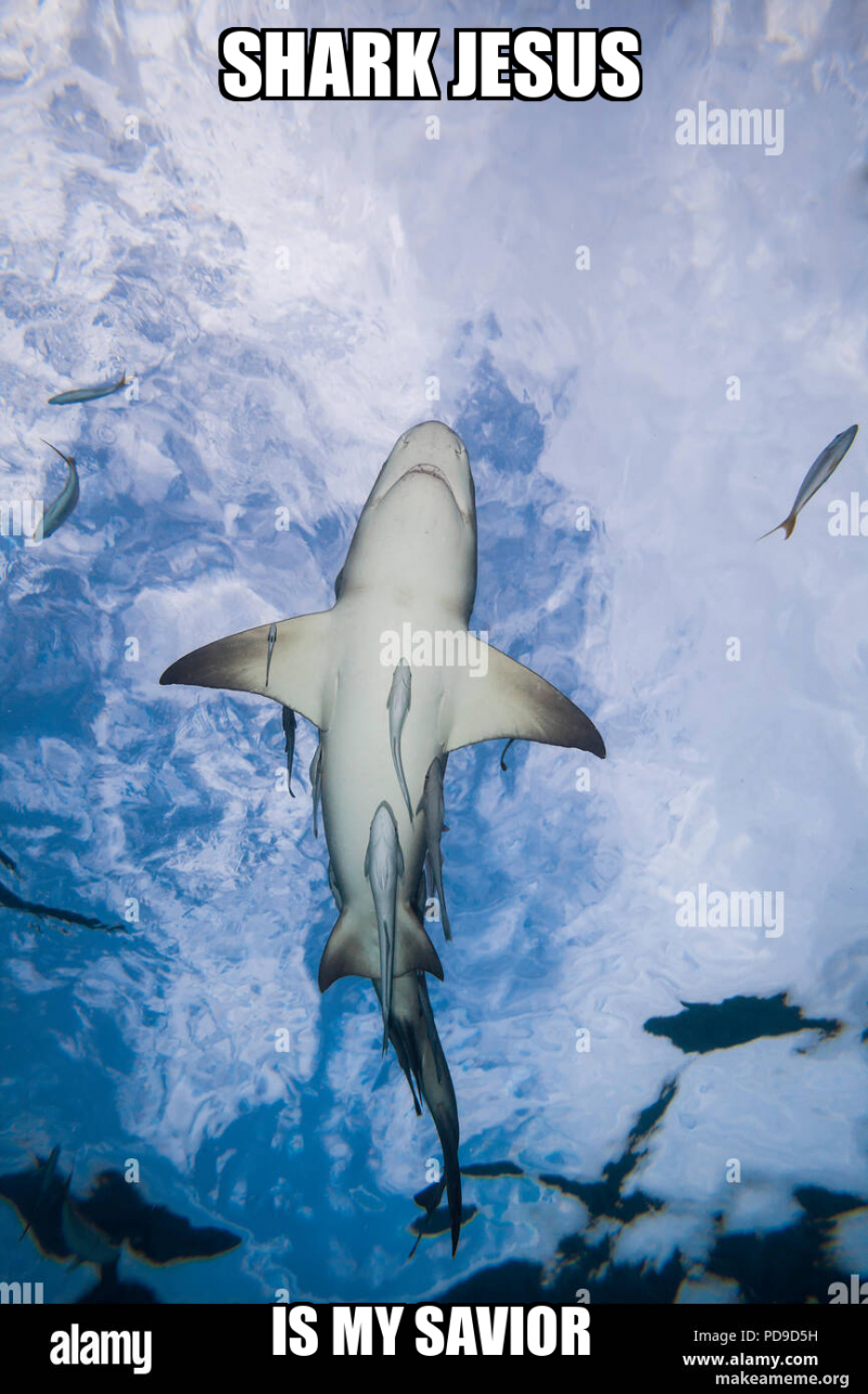 Shark Jesus Is my savior - Shark Jesus is my savior; Lemon Shark had ...
