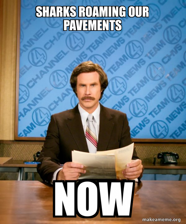 Sharks roaming our pavements Now - Breaking News Meme Generator