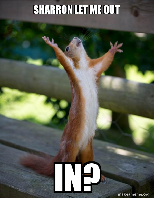 sharron let me out in? - Happy Squirrel Meme Generator