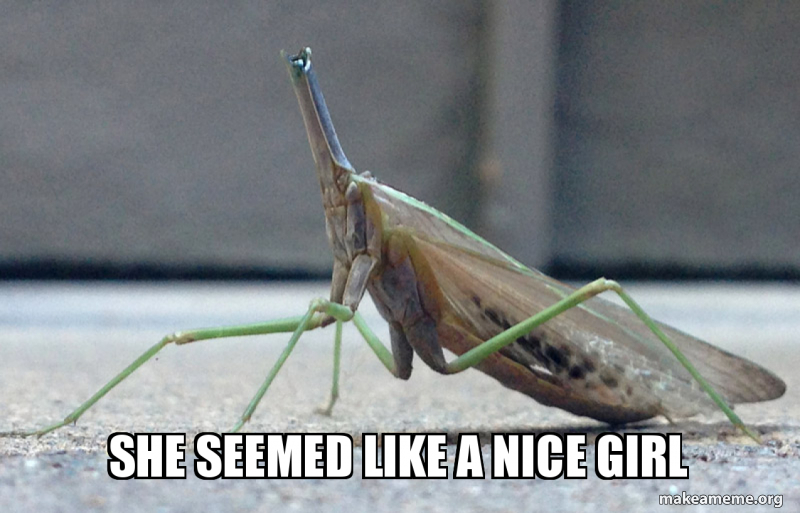 SHE SEEMED LIKE A NICE GIRL - Mantis Simp Meme Generator