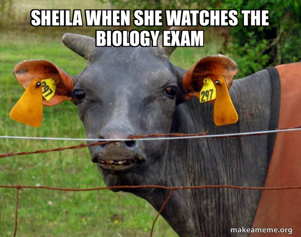 sheila when she watches the biology exam - Hairless Cow Meme Generator