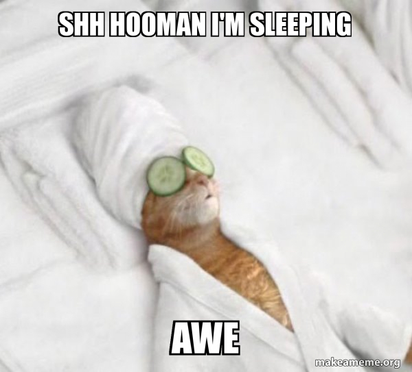 shh hooman i'm sleeping awe - Pampered Cat Meme Meme Generator