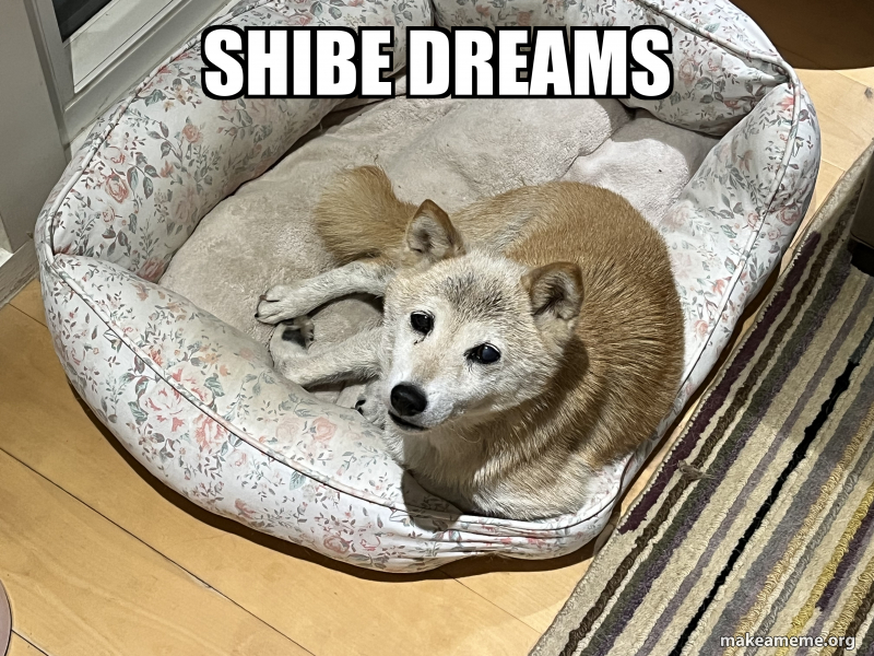 Shibe dreams Meme Generator