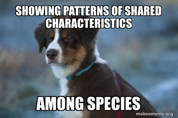 showing patterns of shared characteristics among species - Unsure Dog ...