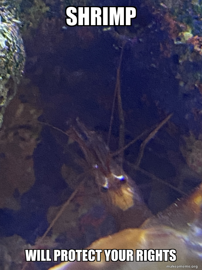 SHRIMP Will protect your rights Meme Generator
