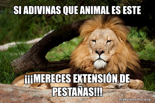 Este Que Memes R/Memes The Original Since 2008