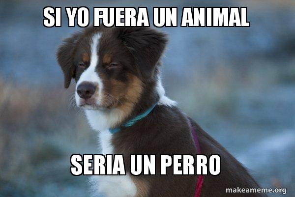 Memes Fuera Perro Yo Si Fuera Veterinaria 🤣🤣🤣🤣🤣🤣
