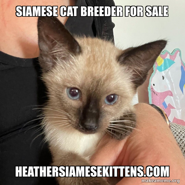 Siamese cat breeder for sale heathersiamesekittens.com Meme Generator