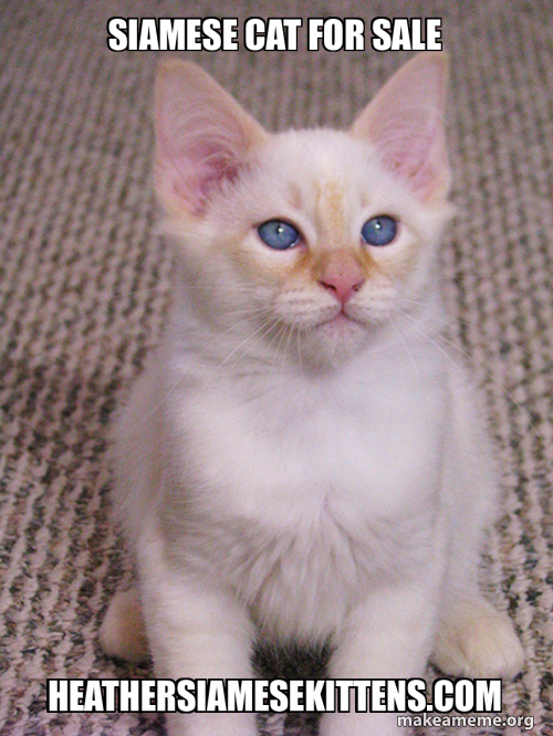 Siamese cat for sale heathersiamesekittens.com Meme Generator