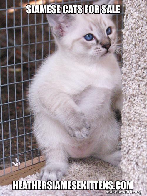 Siamese cats for sale heathersiamesekittens.com Meme Generator