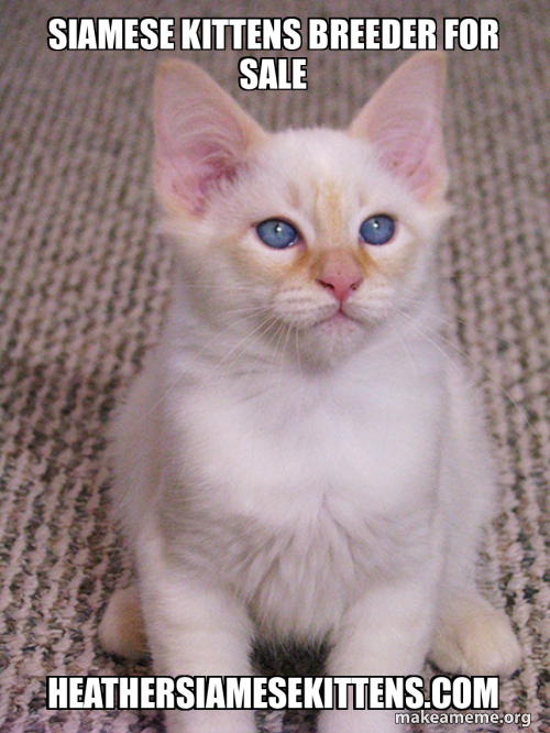 Siamese kittens Breeder for Sale heathersiamesekittens.com Meme Generator