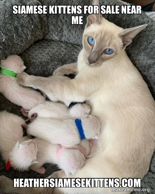 Siamese Kittens for Sale near me heathersiamesekittens.com Meme Generator