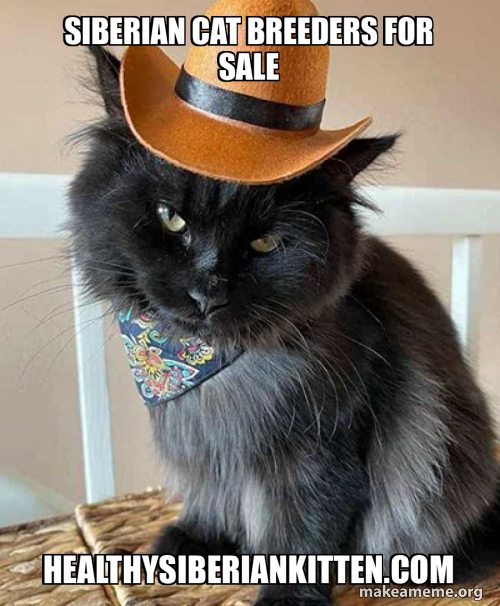 Siberian Cat Breeders for sale healthysiberiankitten.com Meme Generator
