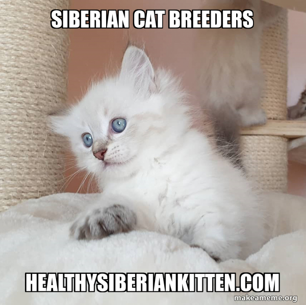 Siberian cat breeders healthysiberiankitten.com Meme Generator