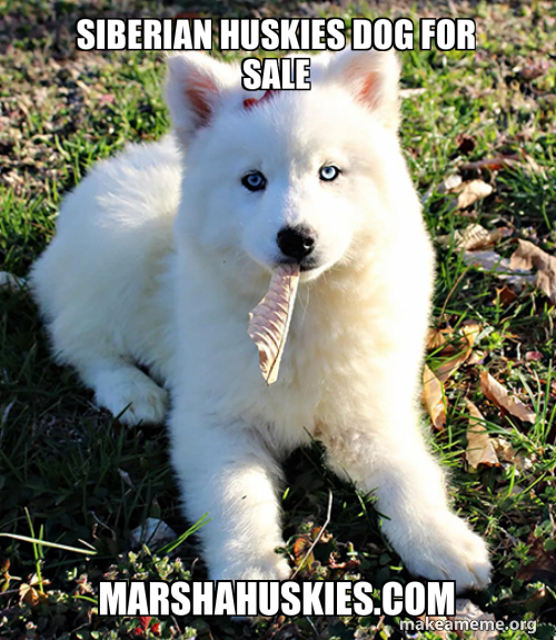 Siberian huskies dog for sale marshahuskies.com Meme Generator