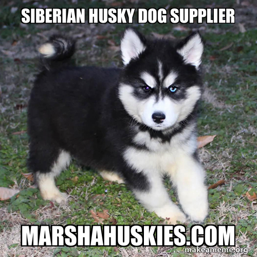 Siberian husky Dog Supplier marshahuskies.com Meme Generator