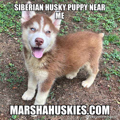 Siberian husky Puppy near me marshahuskies.com Meme Generator