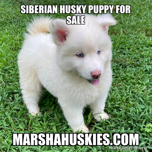 Siberian husky Puppy For Sale marshahuskies.com Meme Generator