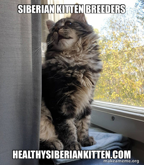 Siberian kitten breeders healthysiberiankitten.com Meme Generator