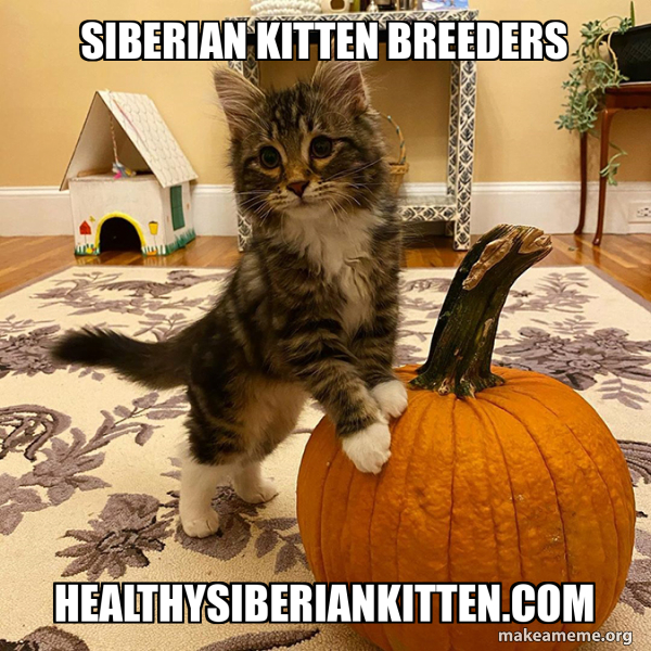 Siberian kitten breeders healthysiberiankitten.com Meme Generator