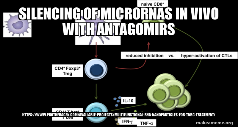 silencing of micrornas in vivo with antagomirs https://www.protheragen ...